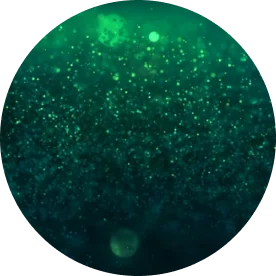 Introducing mHam 2.0